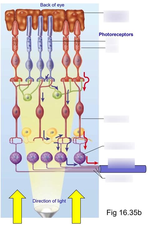 Rods And Cones Explained At Lilian Dixson Blog
