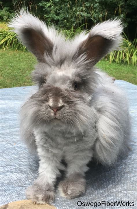 Angora Konijn