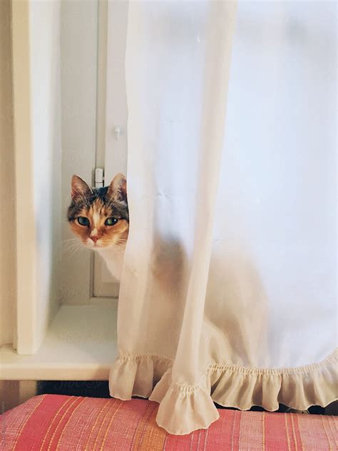 Calico Cat Sits On Windowsill And Hides Behind Linen Curtain By
