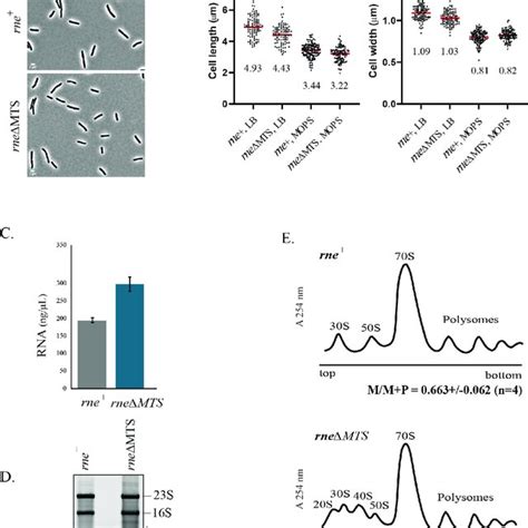 Cell Size Rna Content And Polysome Profiles A Phase Contrast