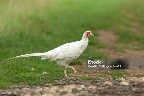 White Or Leucistic Pheasant Scientific Name Phasianus Colchicus Rare