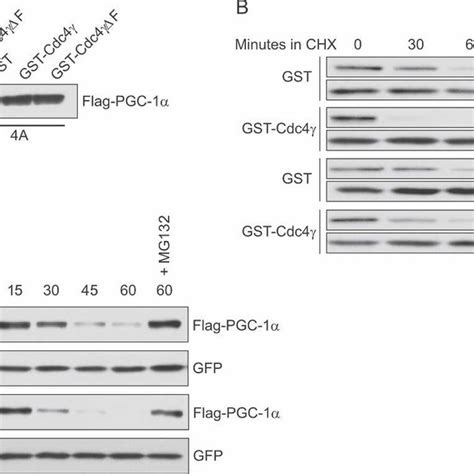 Scf Cdc4 Targets Phosphorylated Pgc 1 For Proteolysis A Hek293t