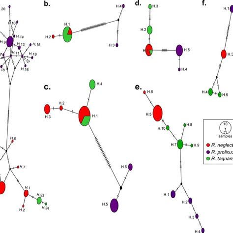 Species Delimitation Based On The Poisson Tree Process PTP Maximum Download Scientific