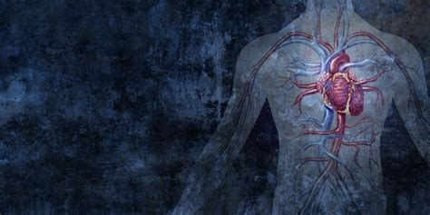 Cardiovascular System Function