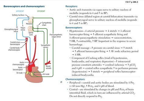 Aortic Sinus Baroreceptors