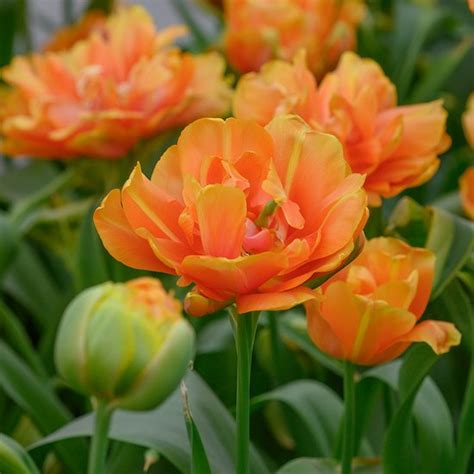 Tulp Le Lavandou® 10 Stuks Dubbel Laat Oranje Tulpenbollen Bol