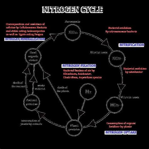 Understanding The Nitrogen Cycle Illustrated Explanation