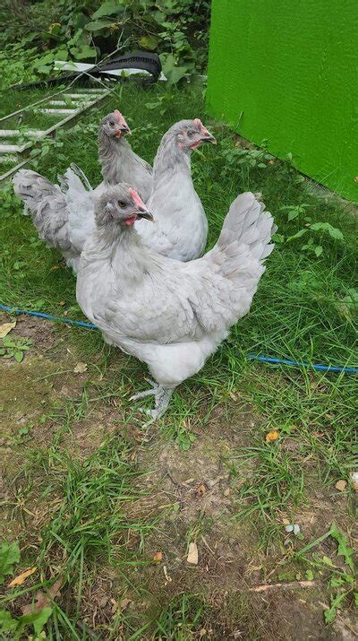 Orpington Sex Backyard Chickens Learn How To Raise Chickens
