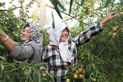 山东滨州沾化冬枣采摘忙山东11市出现大暴雨姜竹廷大棚