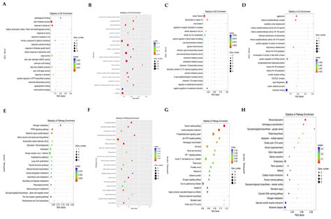 RNA Seq Analysis Of Testes From Mice Exposed To Neodymium Oxide