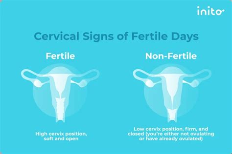 Ovulation Symptoms: When They Occur & How Long They Last?