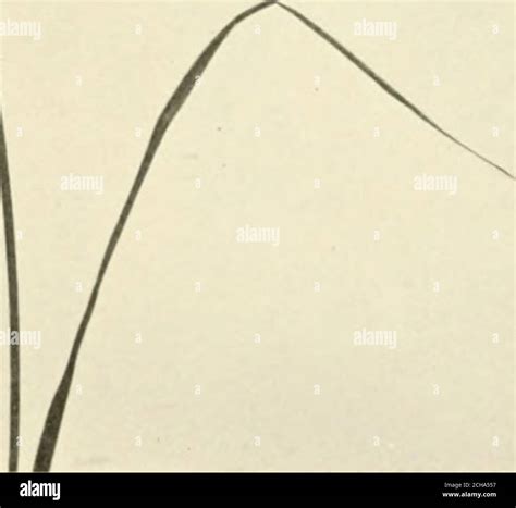 The Book Of Grasses An Illustrated Guide To The Common Grasses And