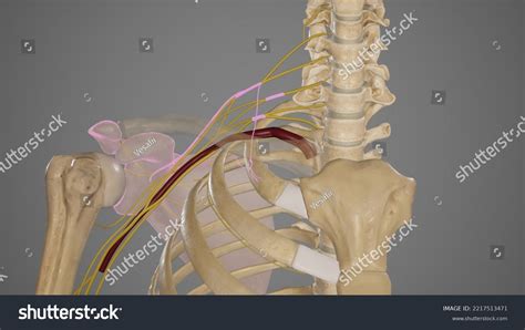 Medical Illustration Main Branches Trunks Brachial Stock Illustration 2217513471 Shutterstock