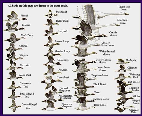 Rubber Duck Size Chart At Lynette Simmons Blog