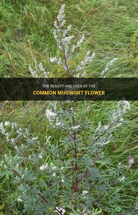 The Beauty And Uses Of The Common Mugwort Flower Shuncy