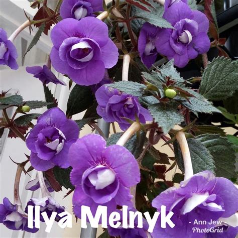 Achimenes Illya Melnyk, Furniture & Home Living, Gardening, Plants ...