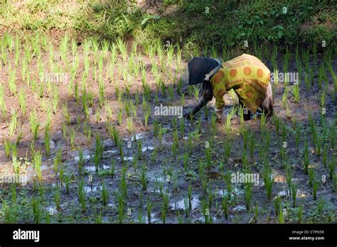 Rural Female Field Worker Toiling In Rice Field Java Indonesia Stock Photo Alamy