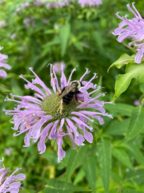 Bergamot Habitat Plants