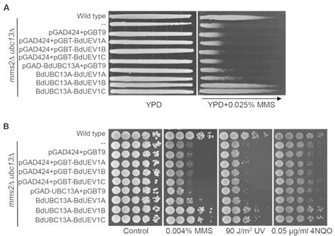 Functional Complementation Of The Yeast Ubc13 Mms2 Null Mutant By Download Scientific Diagram