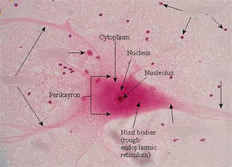 neuron types 10 digital histology
