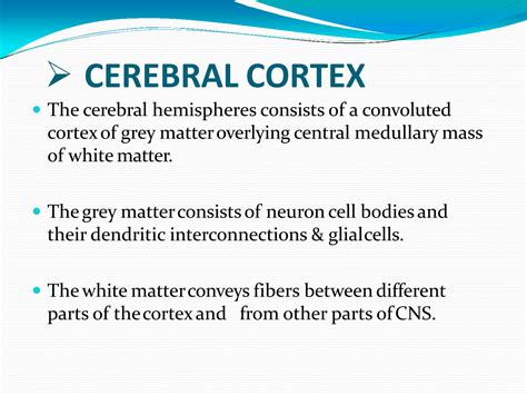 Solution Histology Of Cerebral Cortex Studypool