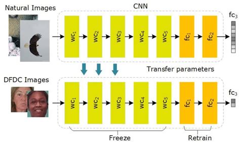 Flow Diagram Of Fine Tuning The Model On Dfdc Dataset Using Transfer Download Scientific