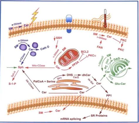Sphingolipids And Thejr Metabolism Literature Review