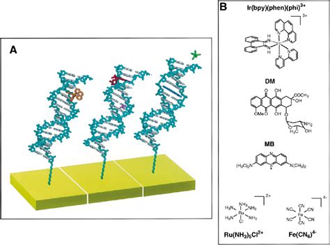 Figure 1 From Single Base Mismatch Detection Based On Charge Transduction Through Dna