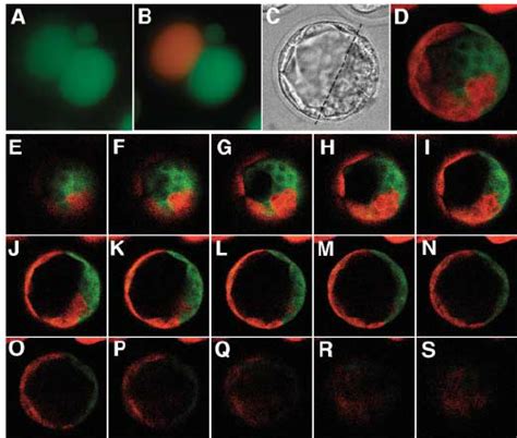 Lineage Tracing Of Embryos Developed In Vivo After Labeling A