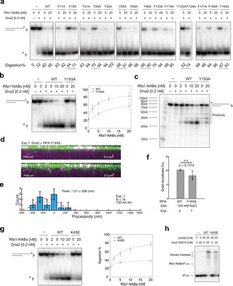 Tyrosine 193 In Rfa1 Is Critical For Processive Ssdna Digestion By The