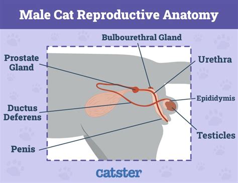 Cat Reproduction And Mating Vet Approved Facts And Explanation Catster