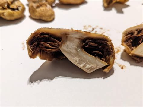 Newbie Trying To Id Found On The Trunk Of A Conifer Sierra Nevadas 7000 Elevation North