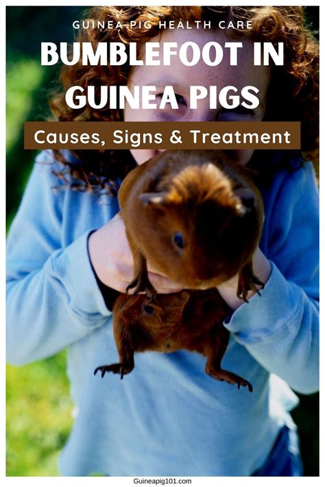 Bumblefoot In Guinea Pigs Pododermatitis Causes Signs Treatment Artofit