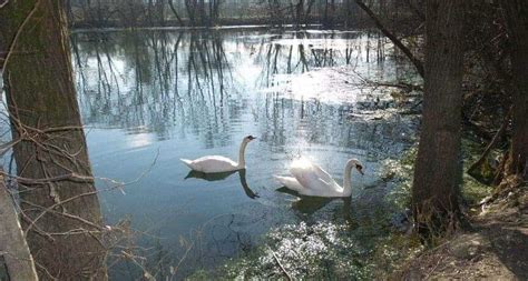 nevenka lukic rojsek on linkedin wetlandswonder natureconservation