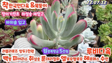 루비다육1탄2천원부터~피어리스룬데리피핀바위솔연정바위솔원종복랑금라우이백봉엘로우멜로우룬데리철화헤르메스버클리금택배010 5895 1110 Youtube