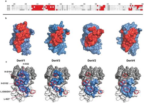 Overview Of B Cell Epitope Prediction And Mapping Creative Biostructure