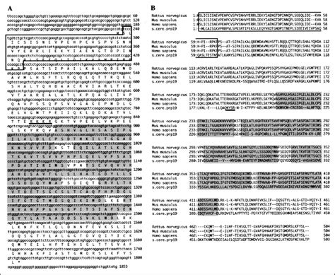 Isolation Of Rat Prp19 Cdna By Subtractive Cloning A Nucleotide And Download Scientific