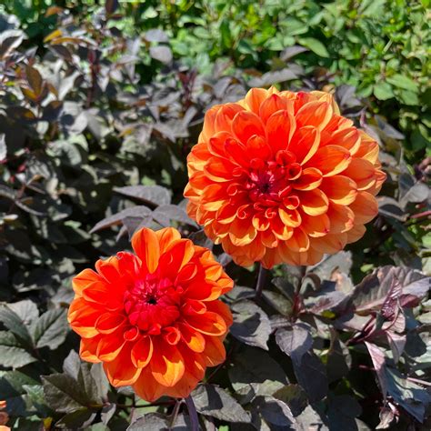 Dahlia David Howard Biologische Dahlia Bollen