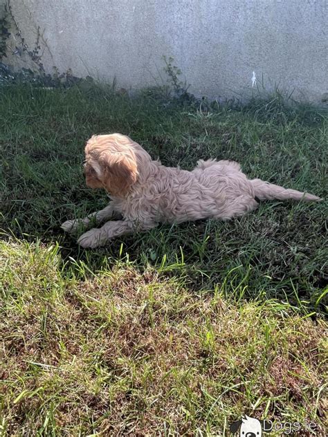 Beautiful Girl Cavapoo Pupre Advertised Due Cancellation