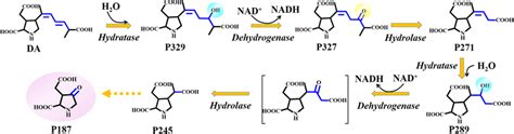 Proposed Anaerobic Biotransformation Pathway Of Da Download