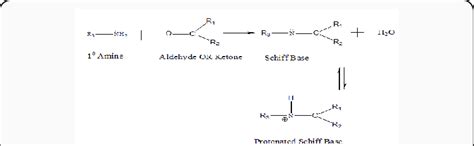 Synthesis Of Protonated Schiff Base Download Scientific Diagram
