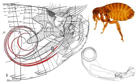 Reality Bites The Mutant Giant Penised Fleas Invading The Tabloids