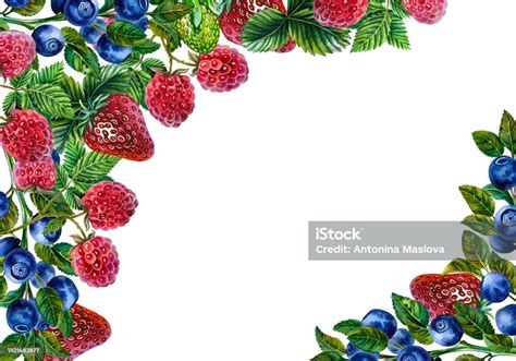 딸기 라스베리 및 블루 베리가있는 베리 프레임 수채화 포장 라벨 비문을 위해 0명에 대한 스톡 벡터 아트 및 기타 이미지 0명 건강한 식생활 계절 Istock