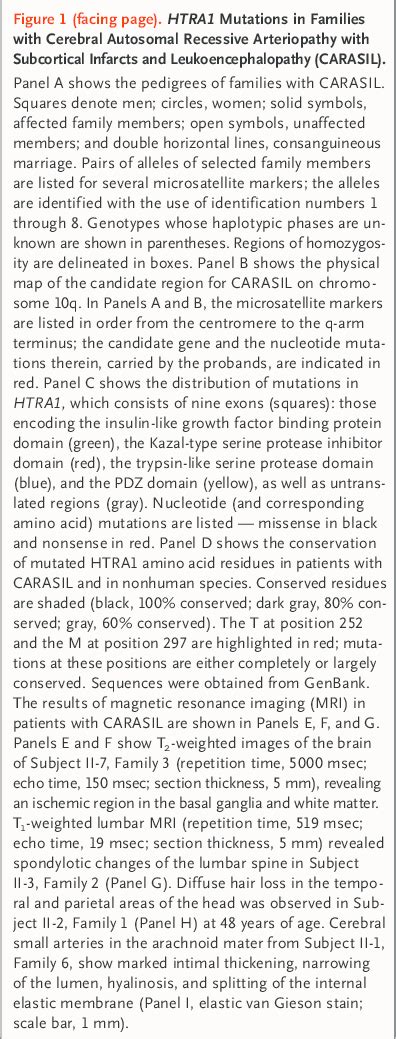 Facing Page Htra1 Mutations In Families With Cerebral Autosomal Download Scientific Diagram