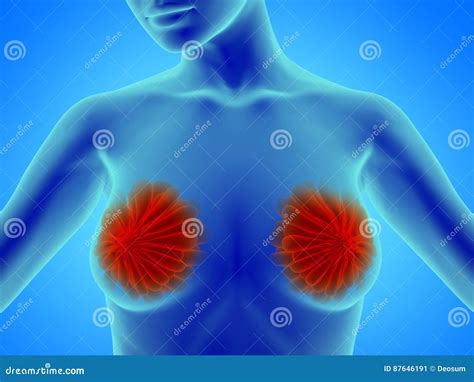 Anatomie Femelle De Sein Illustration Stock Illustration Du Science