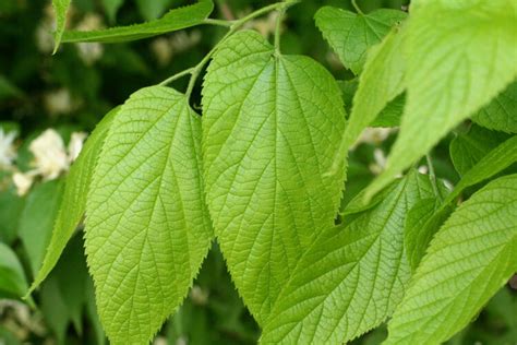 Hackberry Woody Plants Of Ohio
