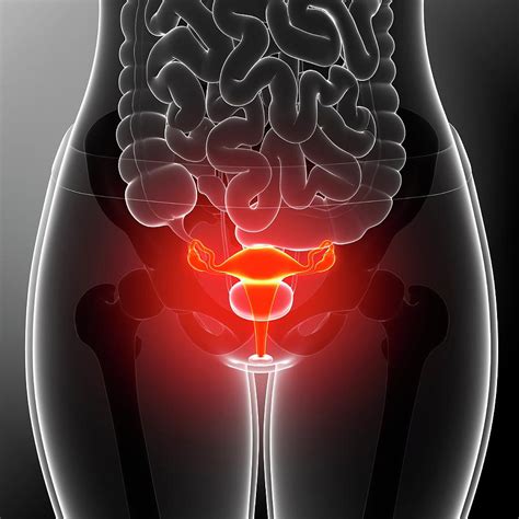 Solution Basic Anatomy Of The Female Reproductive System Biology