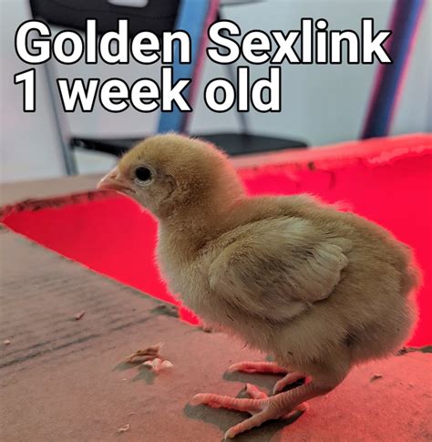 Goldensexlink2  Backyard Chickens Learn How To Raise Chickens