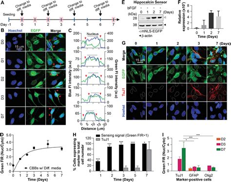 non‐invasive monitoring of neural lineage differentiation using