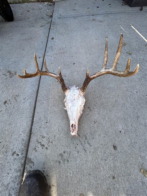 Got My First Deer Ever And It Just So Happens To Be A 10 Pointer R